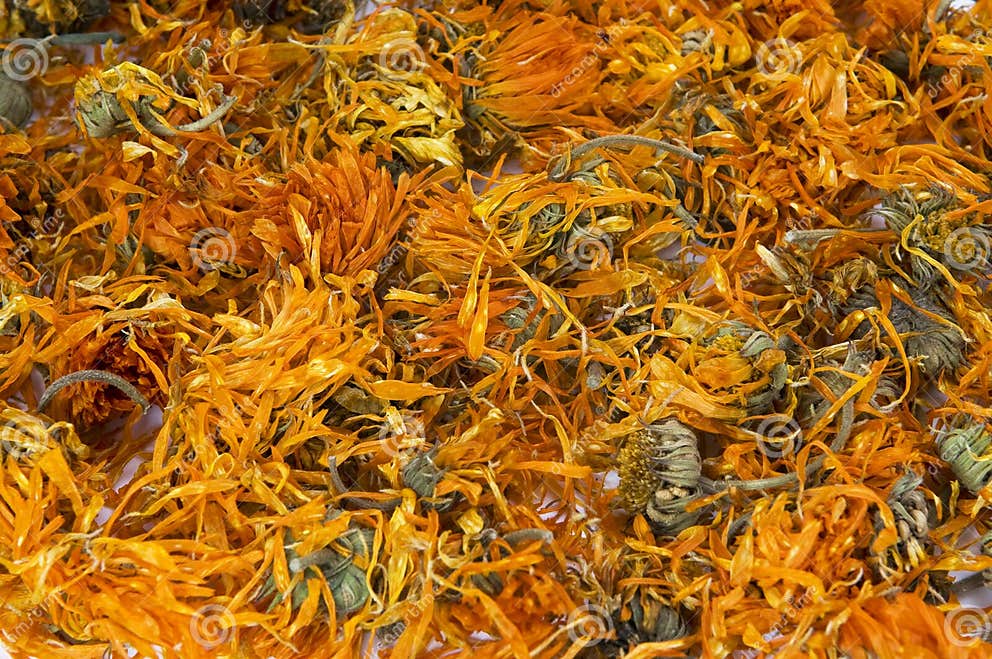 Dry calendulae flowers stock image. Image of marigold - 11296473