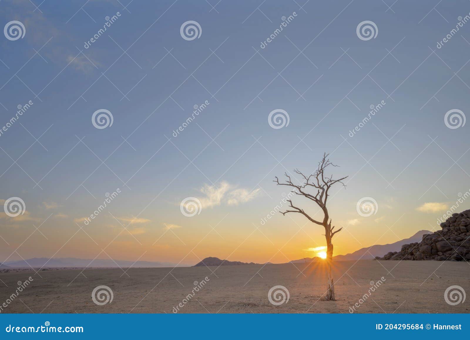 Dry Camel Thorn Tree in Barren Desert Stock Photo - Image of panoramic ...
