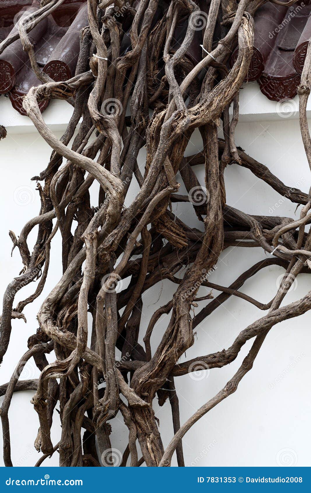 Dry Cane Picture. Image: 7831353