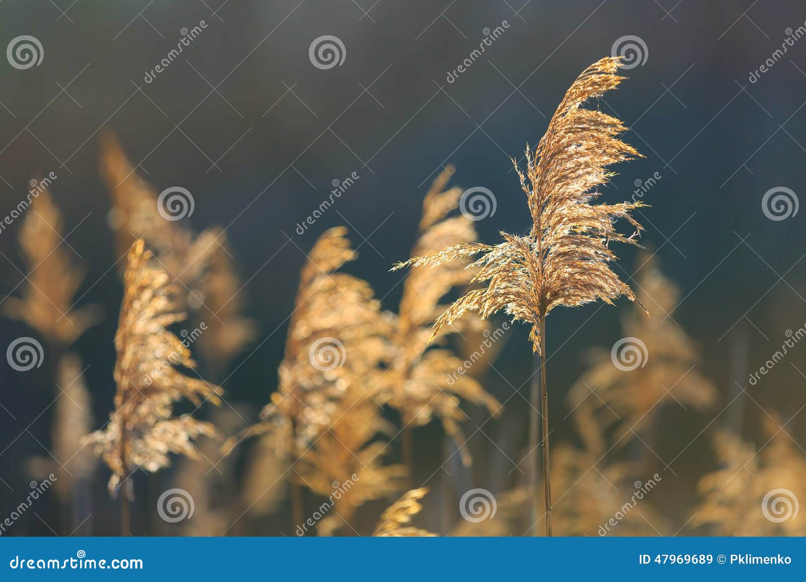 Dry cane stock image. Image of nature, rural, wind, cane - 47969689