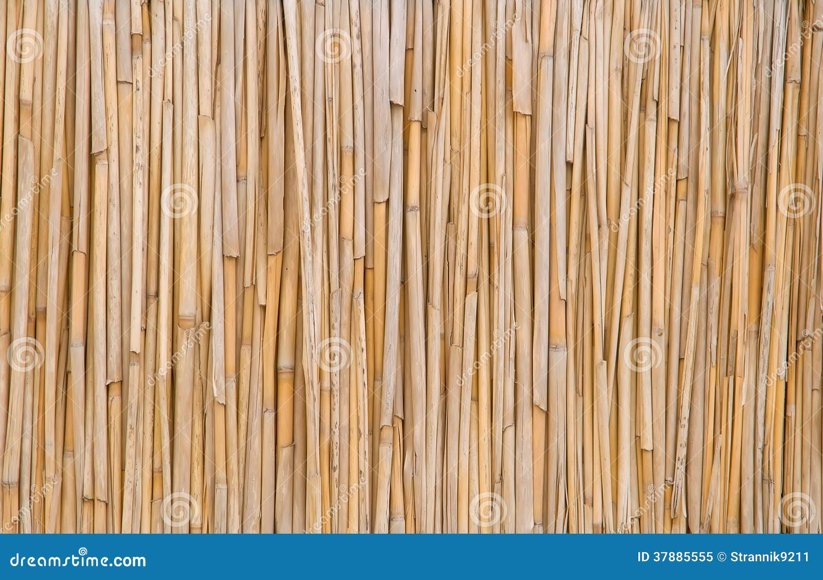 Dry cane. stock image. Image of background, rainforest - 37885555