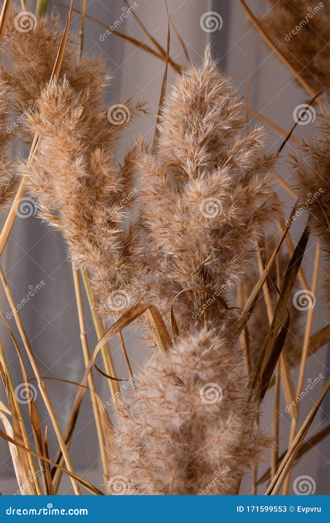 Dry Cane Can Be a Detail in Design Stock Image - Image of nature ...