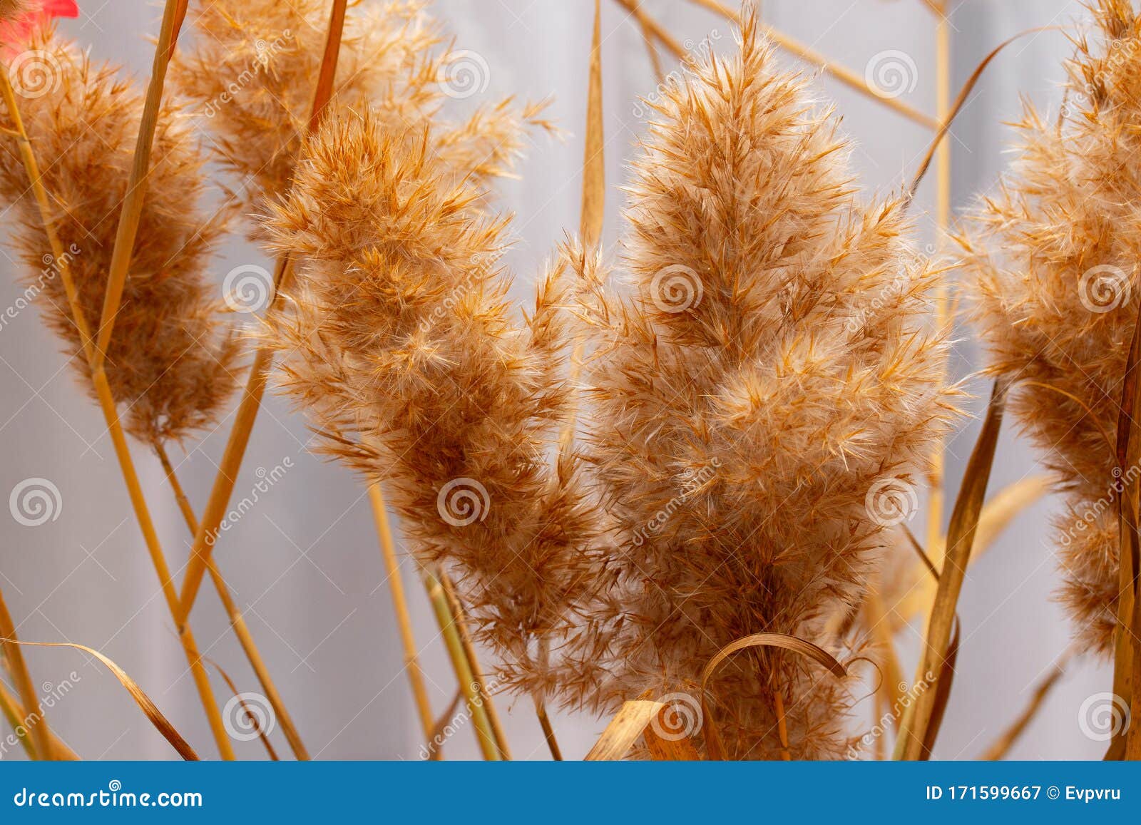 Dry Cane Can Be a Detail in Design Stock Image - Image of wallpaper ...