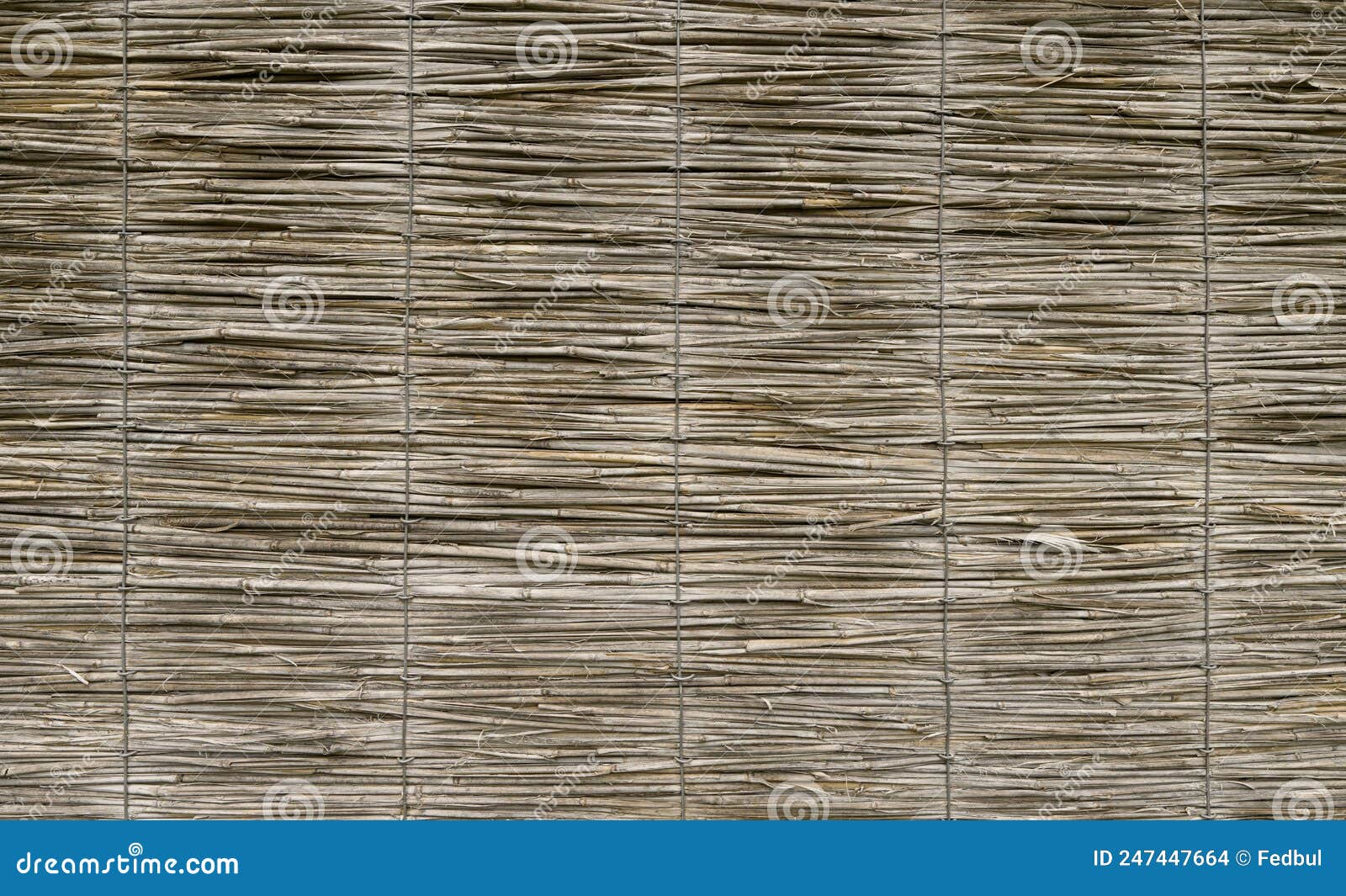 Dry Cane Reed Fence Texture. Rustic Paling from Natural Material Thin ...