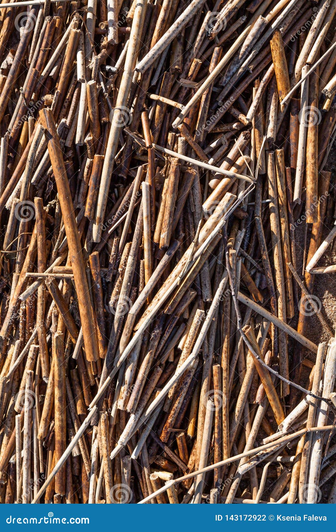 Dry Cane on the Shore. Background Texture Stock Photo - Image of reed ...