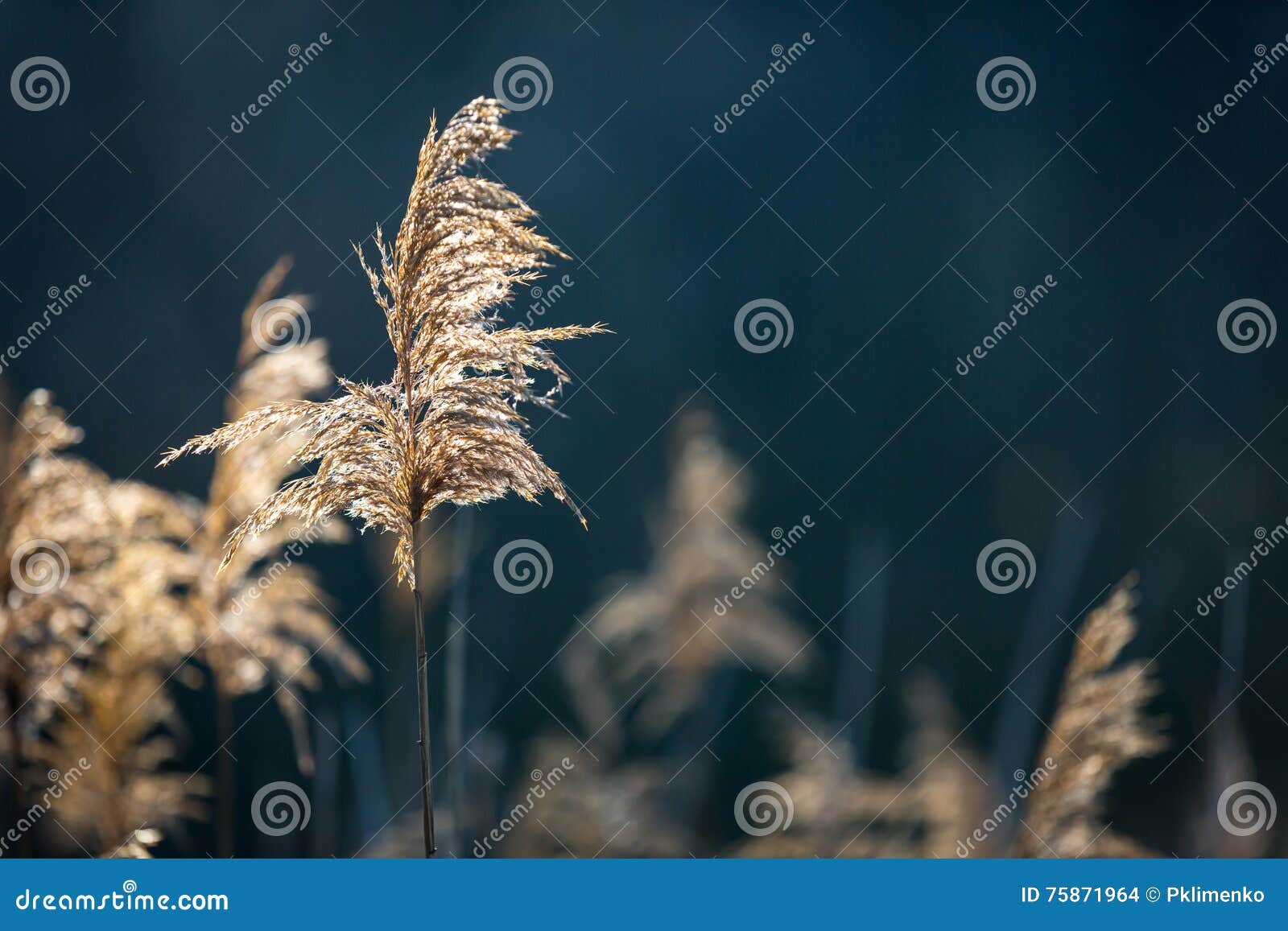 3,869 Soft Cane Stock Photos - Free & Royalty-Free Stock Photos from ...
