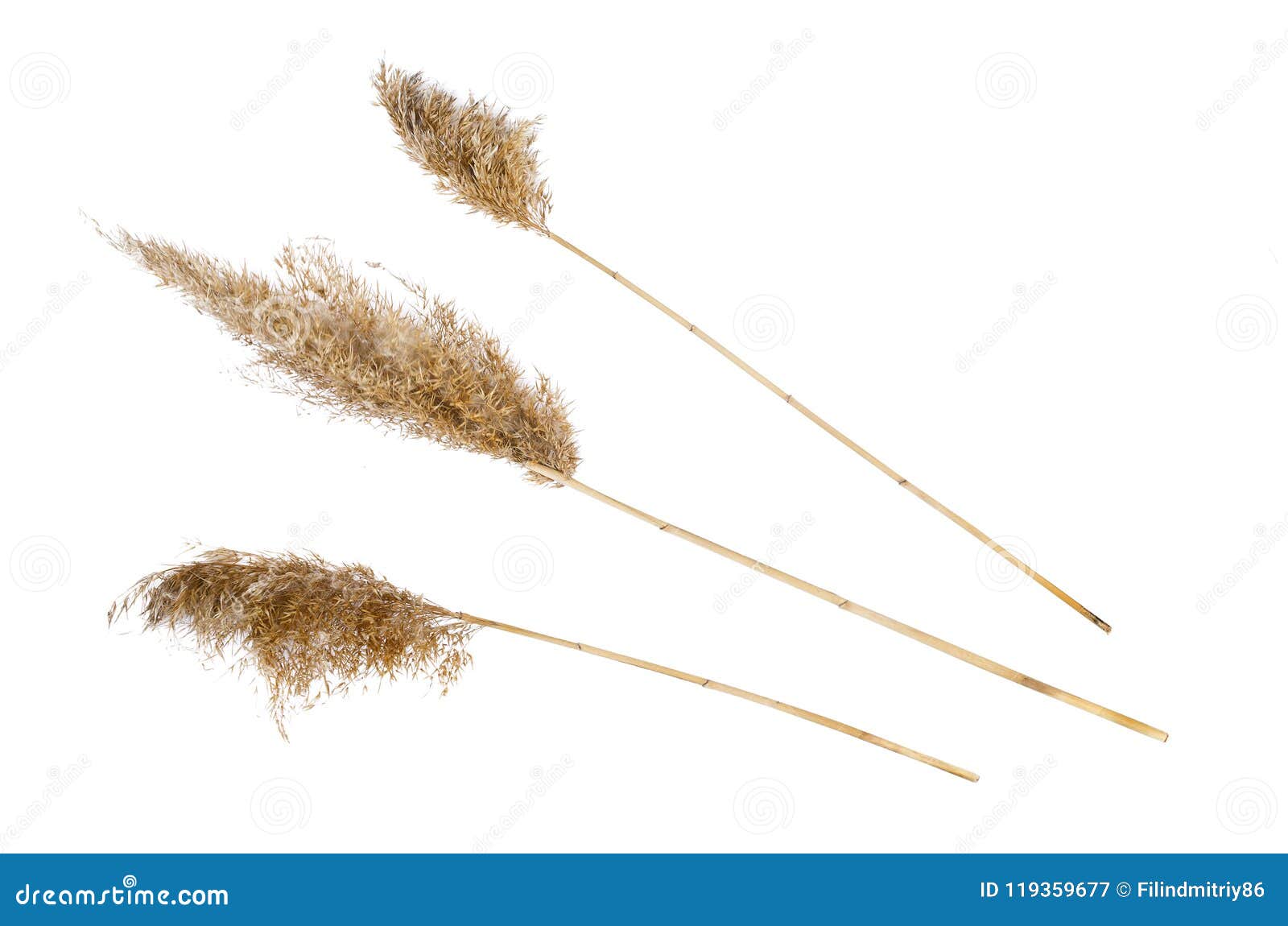 Dry bulrush stem. stock image. Image of floral, herbal - 119359677