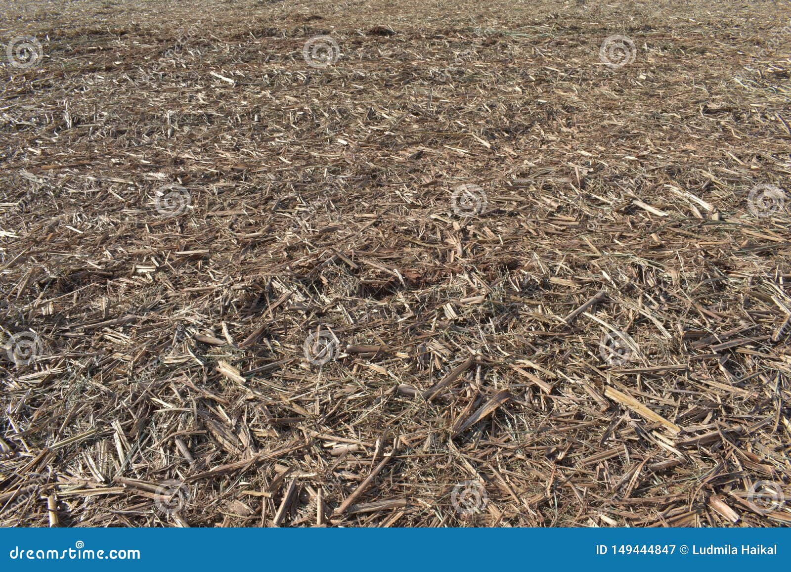 Dry Cane Straw in the Soil after Sugarcane Harvest Stock Image - Image ...