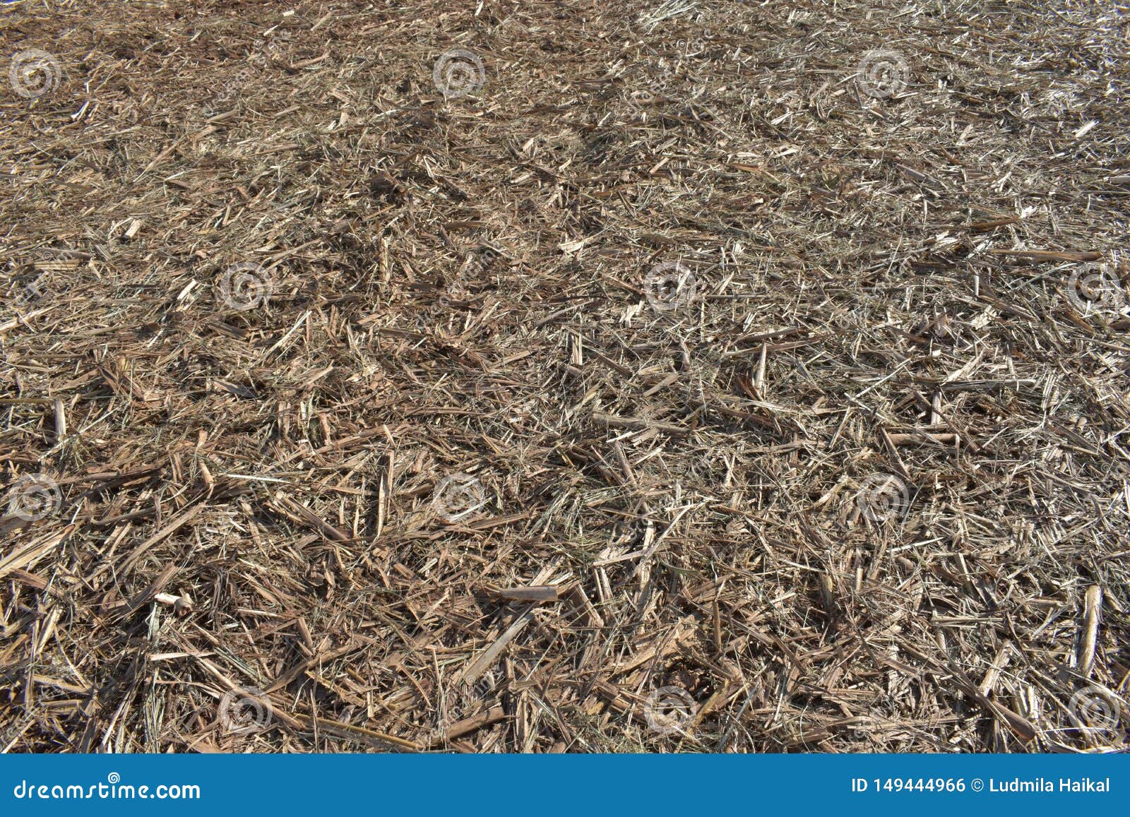 Dry Cane Straw in the Soil after Sugarcane Harvest Stock Photo - Image ...