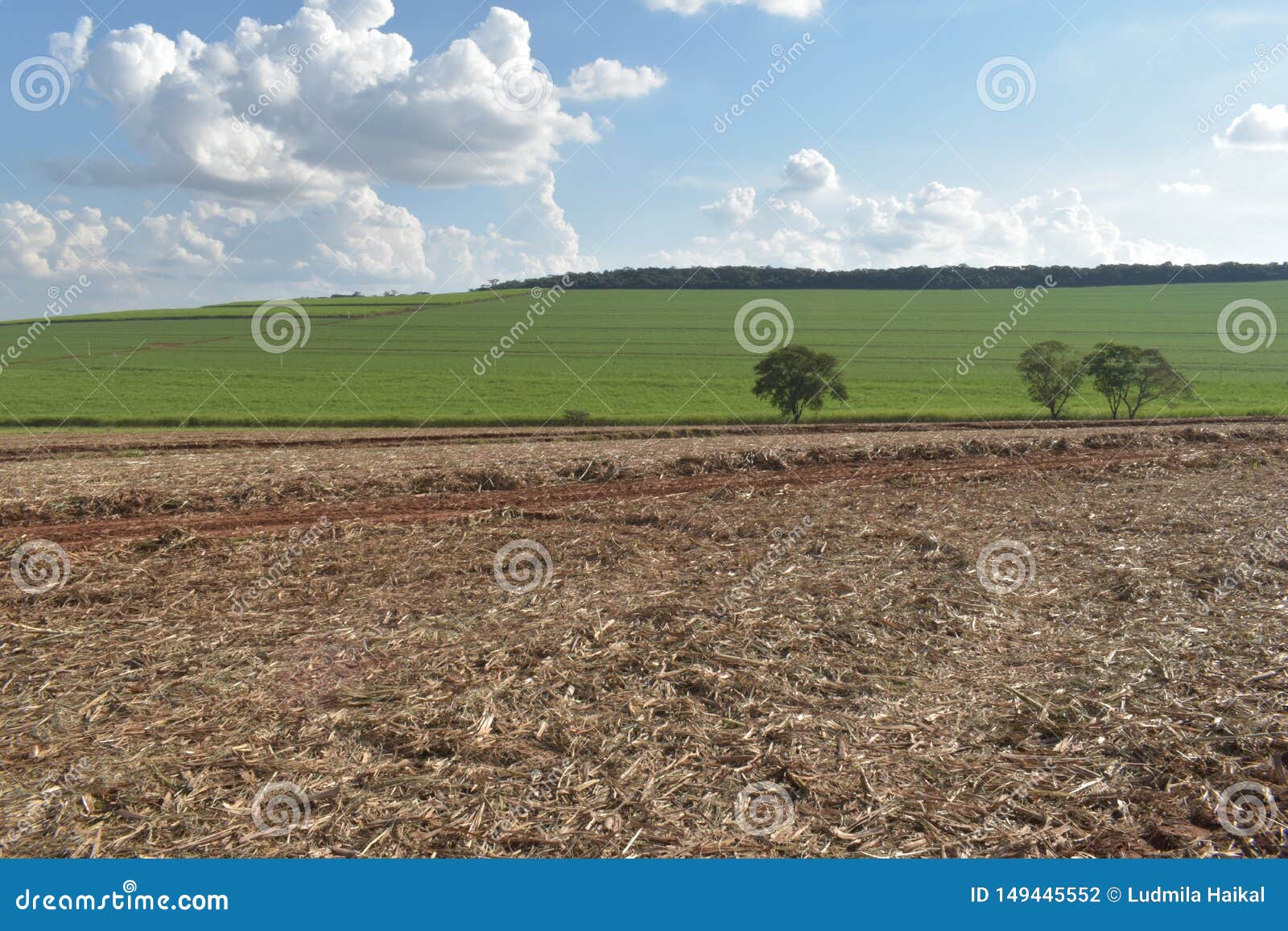 Dry Cane Straw In The Soil After Sugarcane Harvest Royalty-Free Stock ...