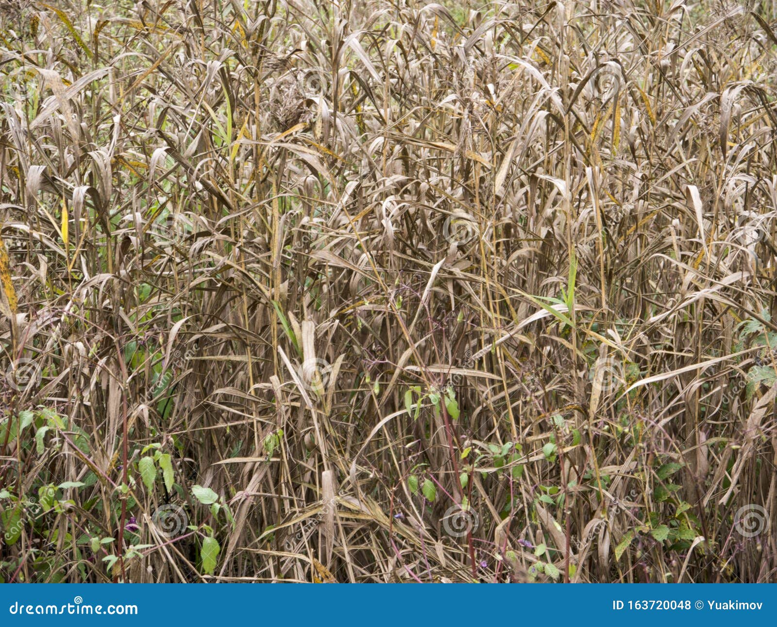 Dry Cane Thickets Side View Stock Photo - Image of view, spinney: 163720048