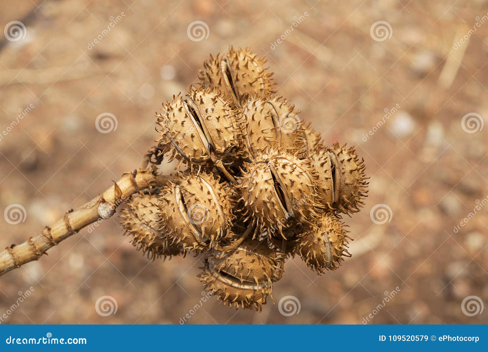 Castor Fruits On Tree In The Garden,raw Green Castor Plants,castor ...