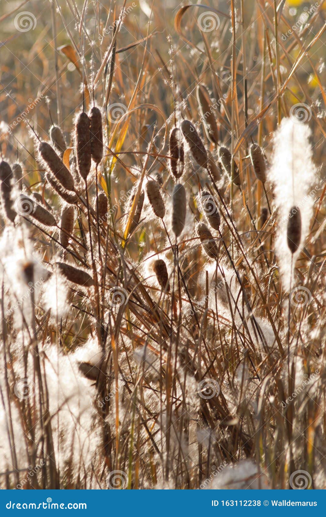 Dry cattail in autumn stock photo. Image of medicinal - 163112238