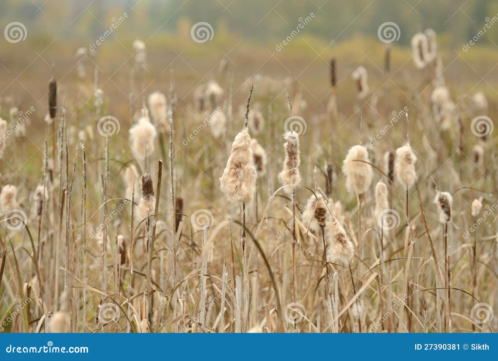 Dry Cattail (Bulrush) Spikes with Fluff Stock Image - Image of lake ...