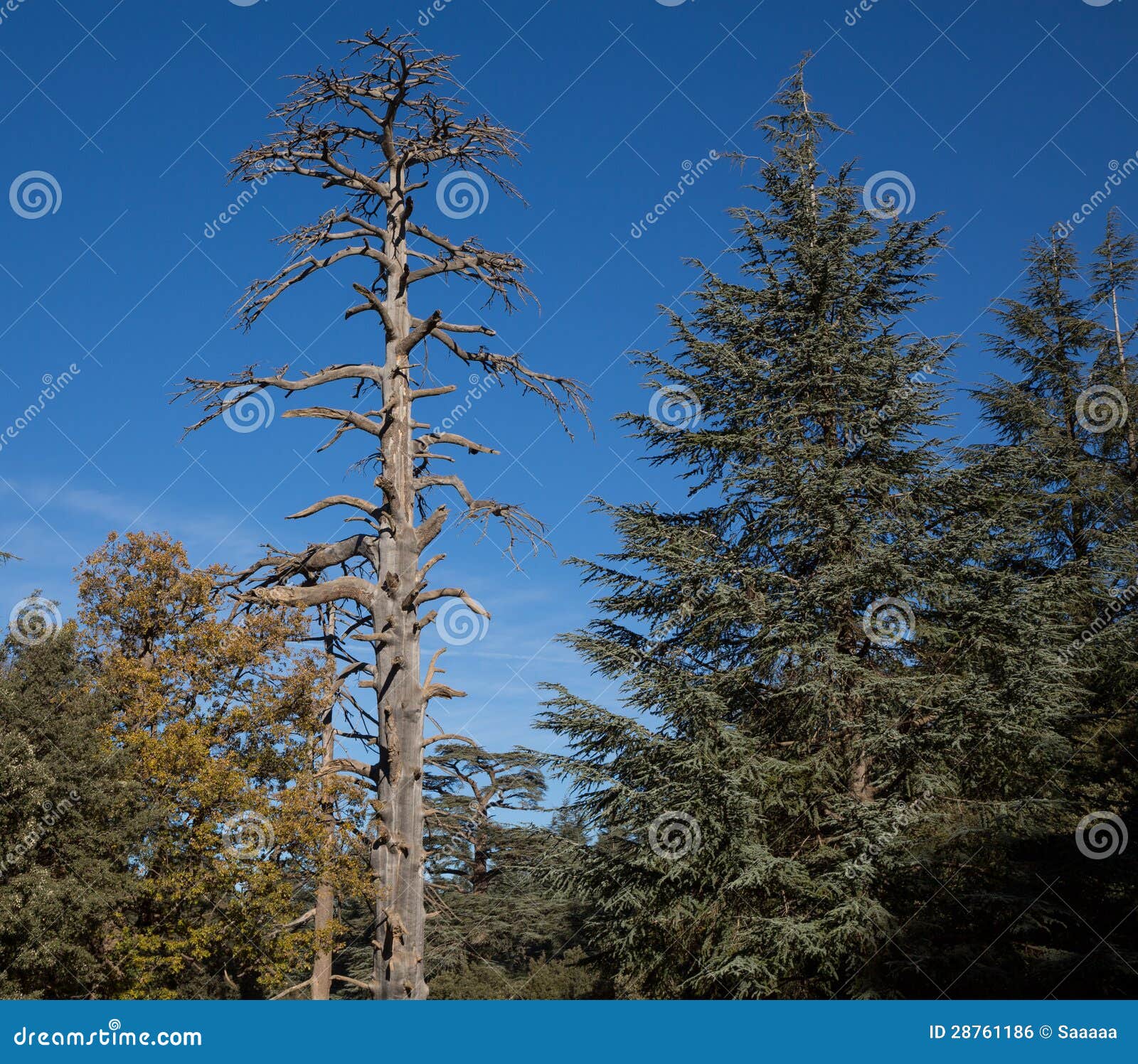 Dry cedar tree over forest stock photo. Image of cedar - 28761186