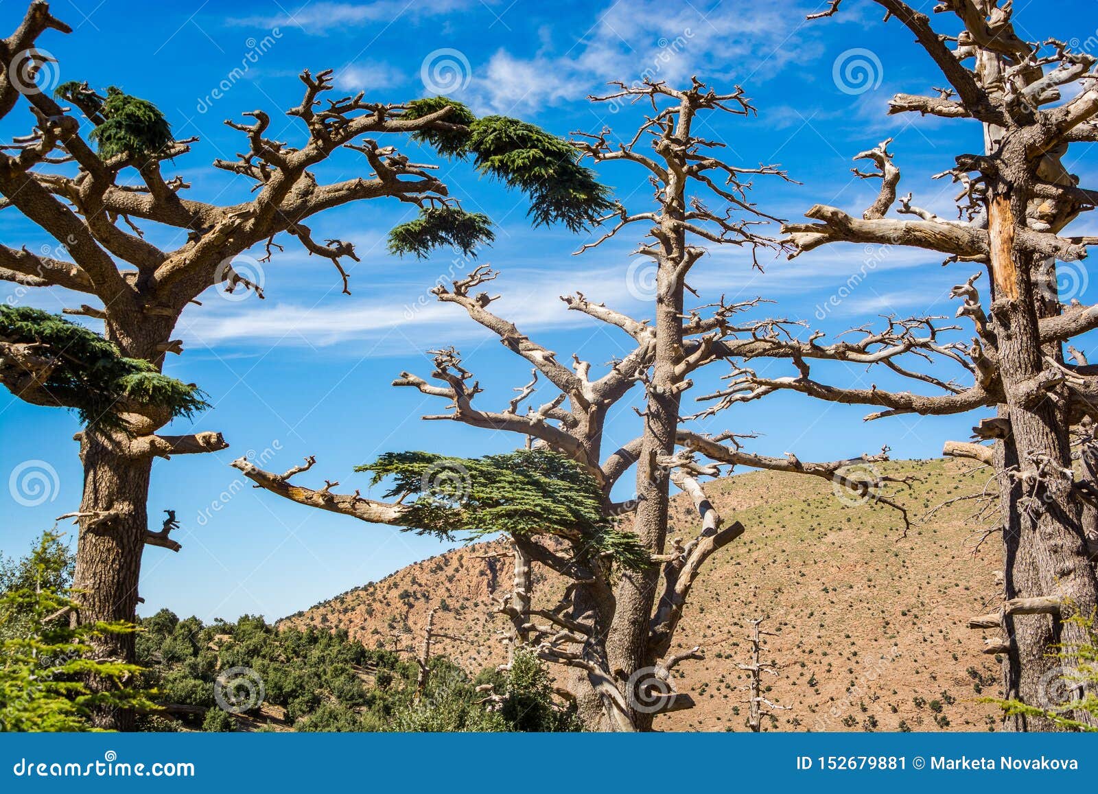 Dry Cedar Trees in Atlas Mountain, Morocco Stock Image - Image of plant ...