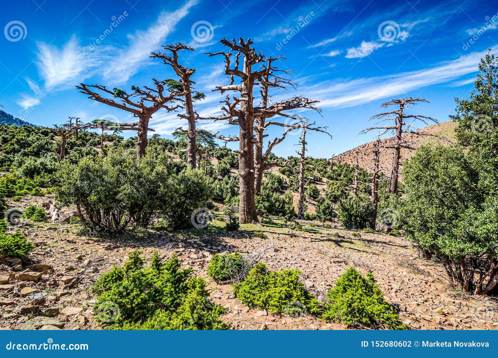 Dry Cedar Trees in Atlas Mountain, Morocco Stock Photo - Image of ...