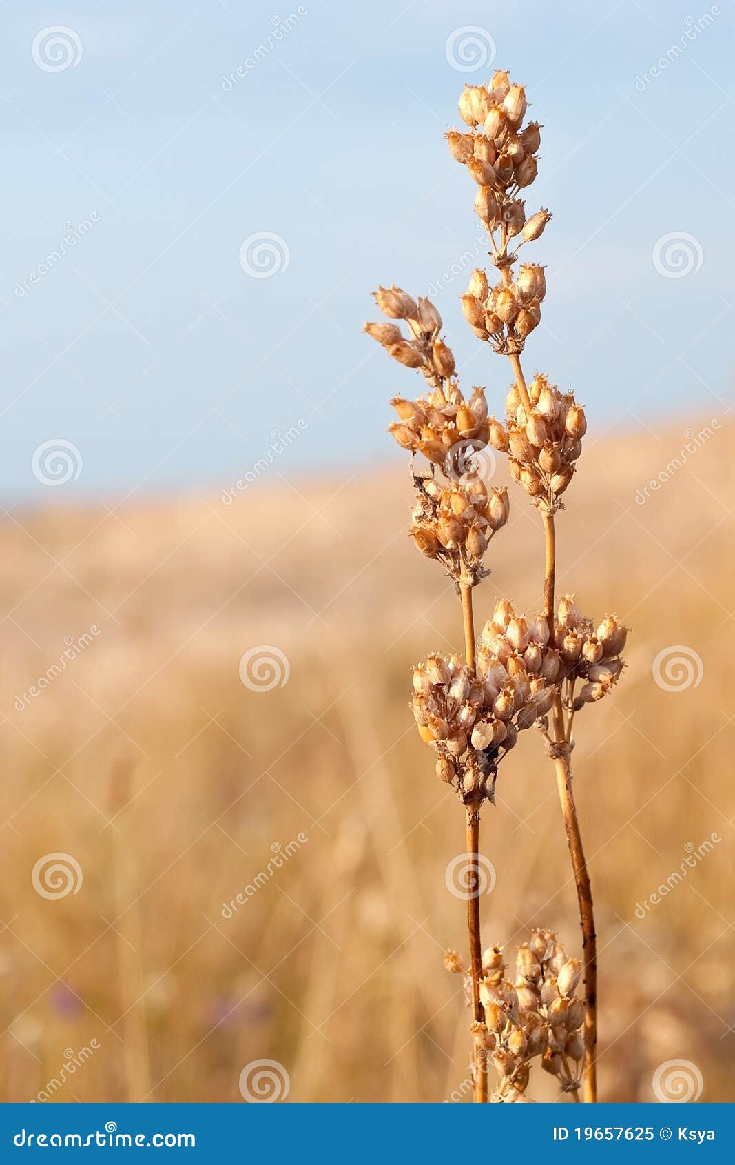 Dry cereal crop stock image. Image of field, natural - 19657625
