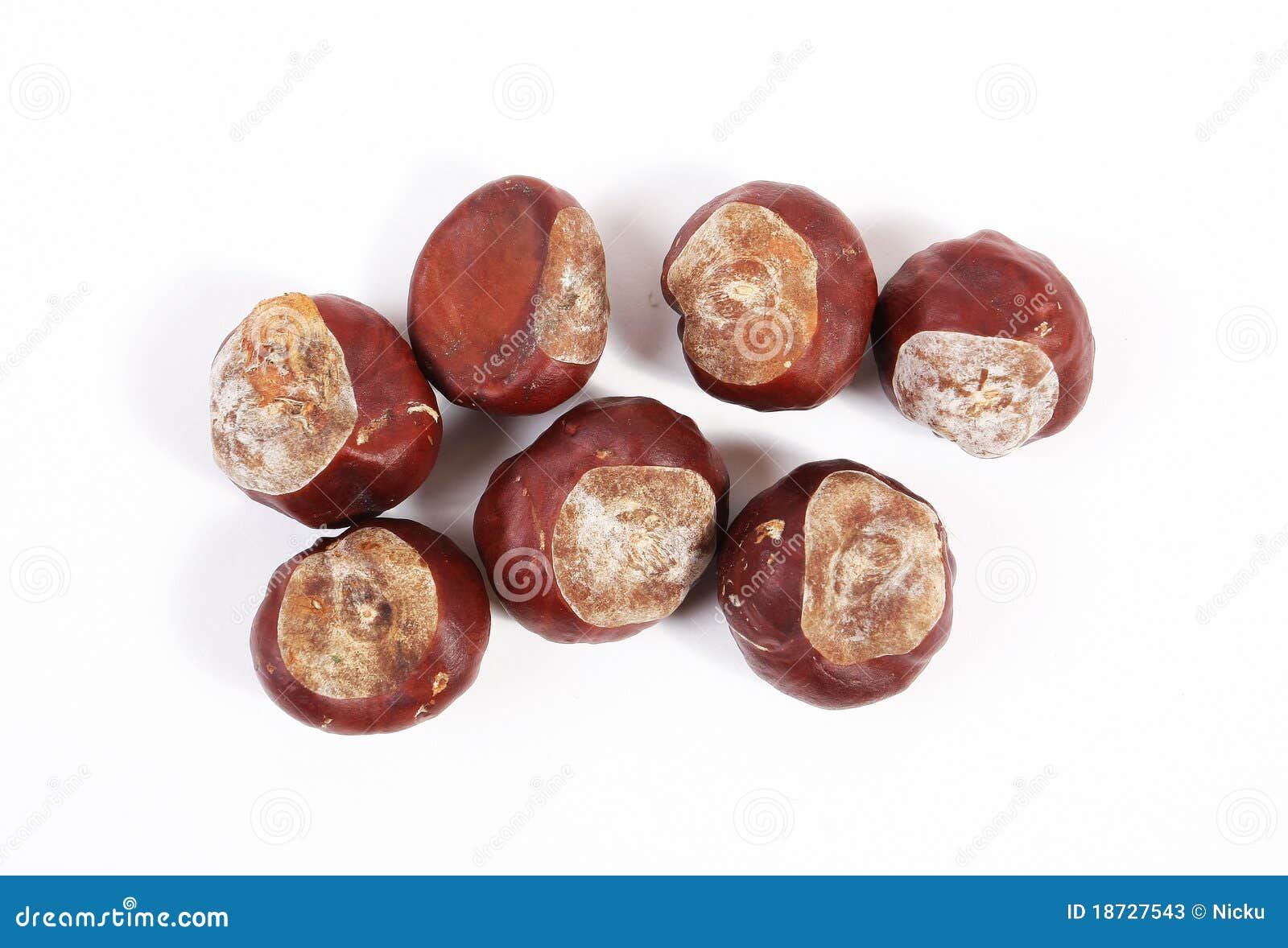 Dry chestnuts stock image. Image of closeup, detailed - 18727543