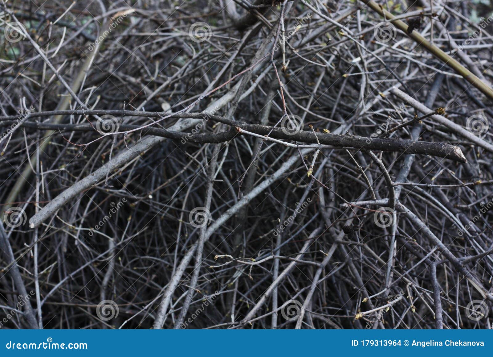Dry Chopped Tree Branches on the Street Stock Photo - Image of forest ...