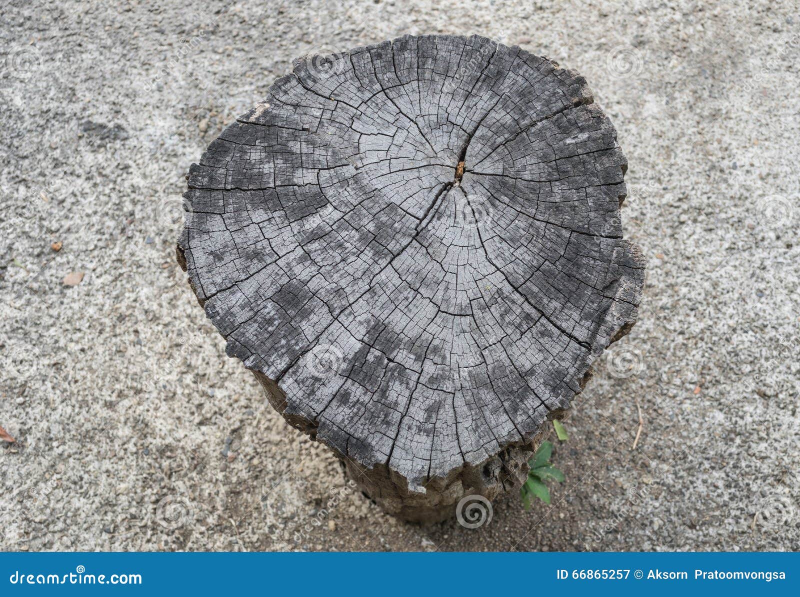 Dry chopped tree log stock image. Image of exotic, coast - 66865257