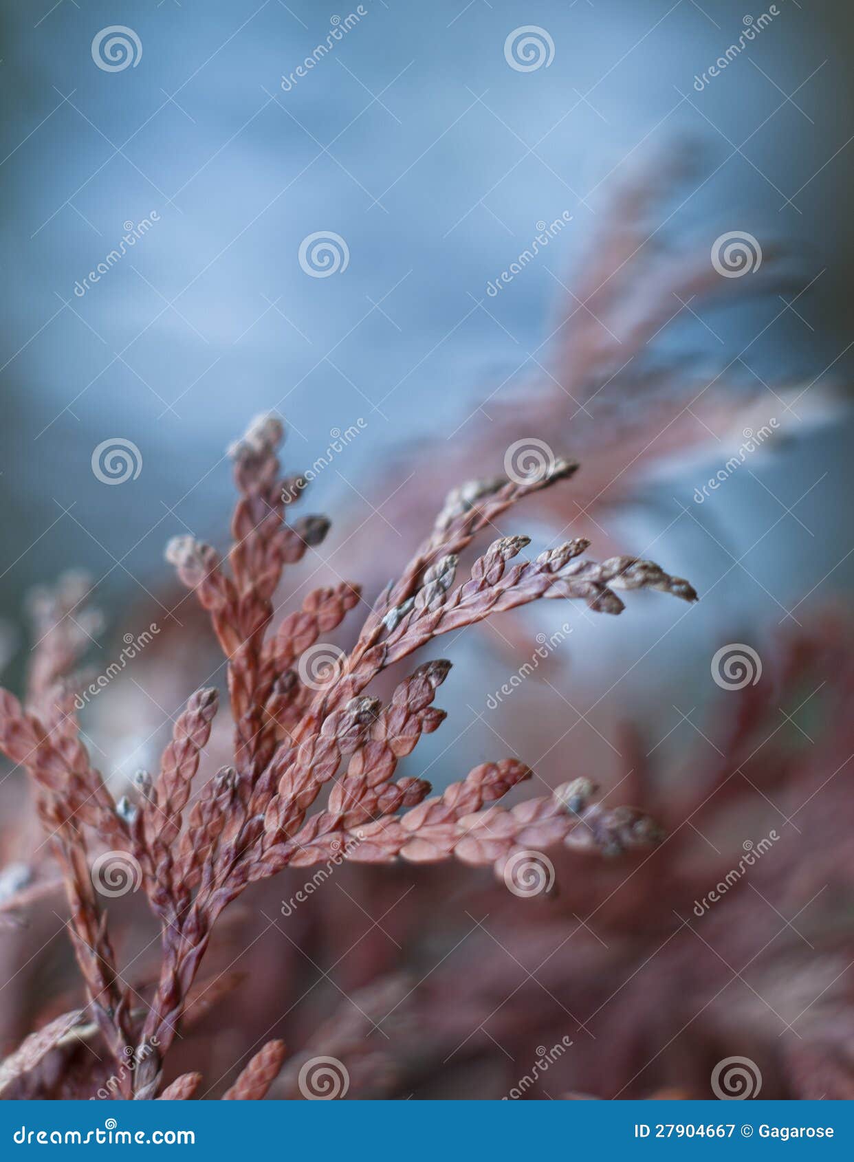 Dry Christmas tree stock image. Image of dream, fever - 27904667