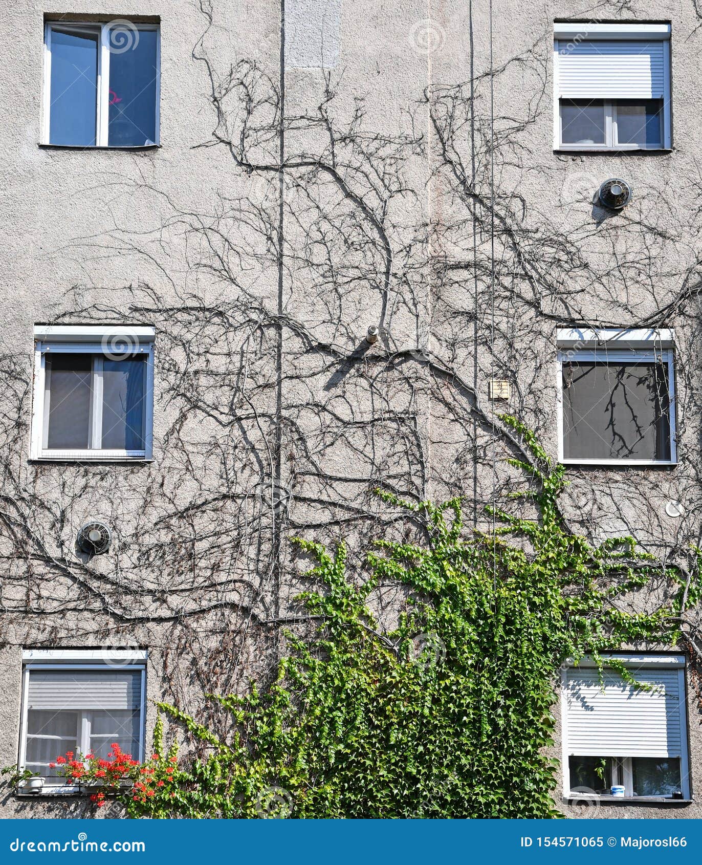 Dry Climbing Plants on the Wall of a Building Stock Image - Image of ...