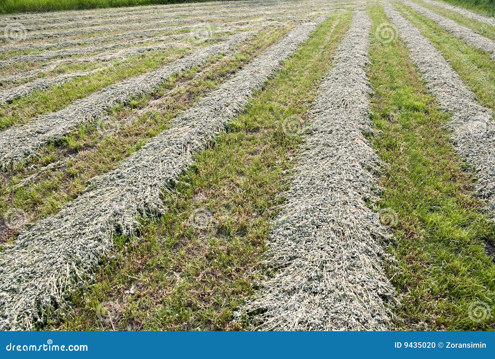 Dry clover stock photo. Image of outdoor, country, color - 9435020