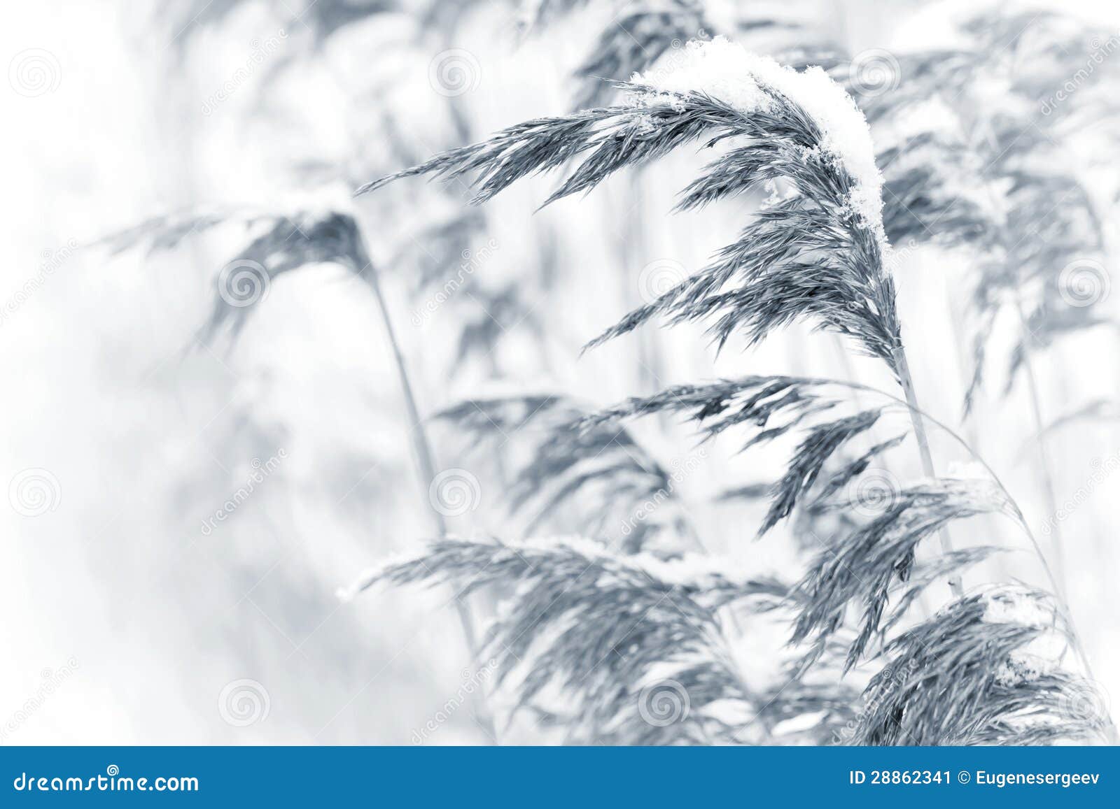 Dry Coastal Reed Cowered with Snow Stock Image - Image of branch, clear ...