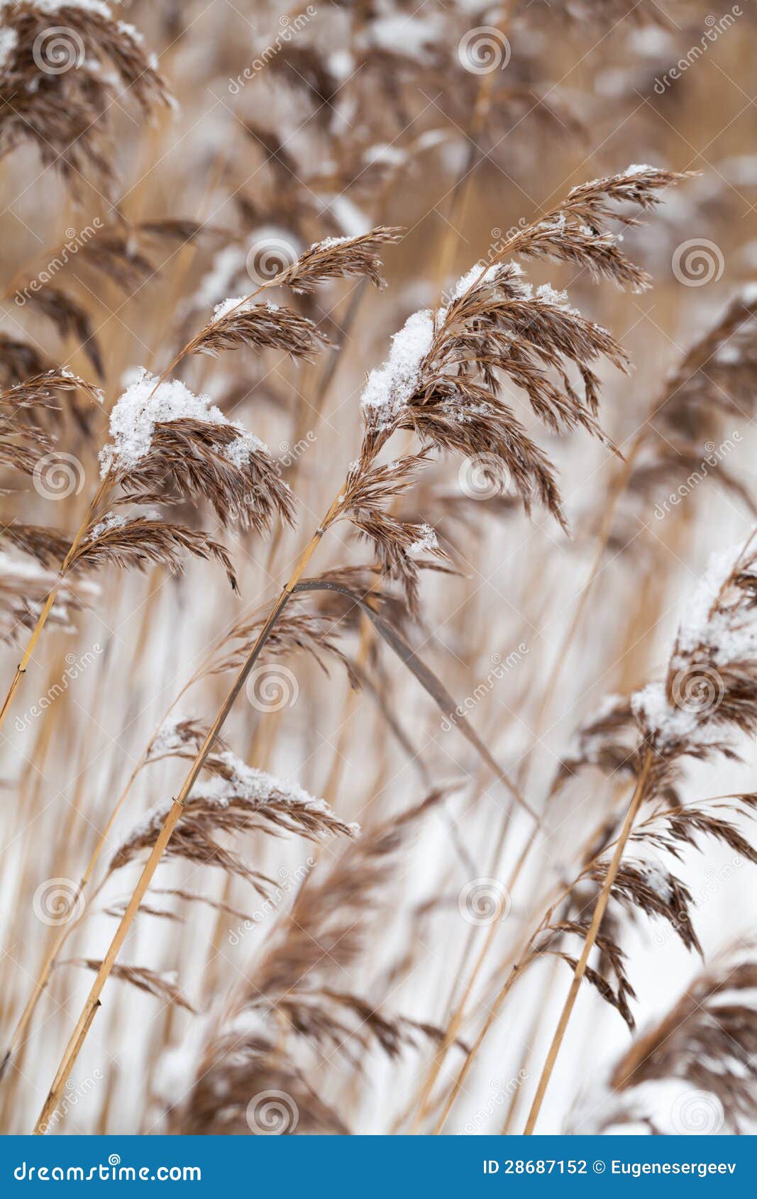 Dry coastal reed with snow stock photo. Image of abstract - 28687152