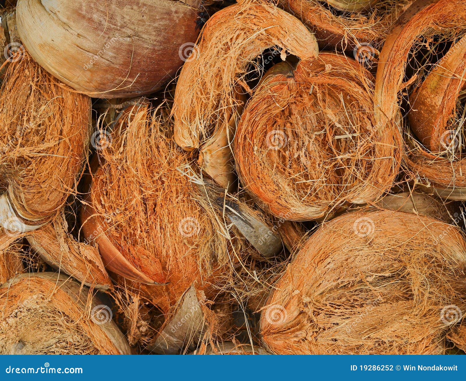 Dry coconut stock photo. Image of texture, coconut, background - 19286252