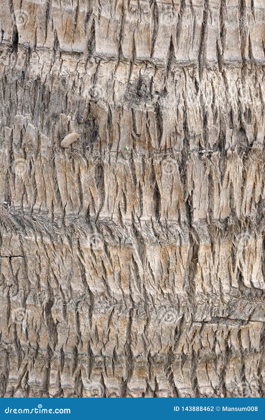 Coconut Bark Texture Stock Photography | CartoonDealer.com #24333224