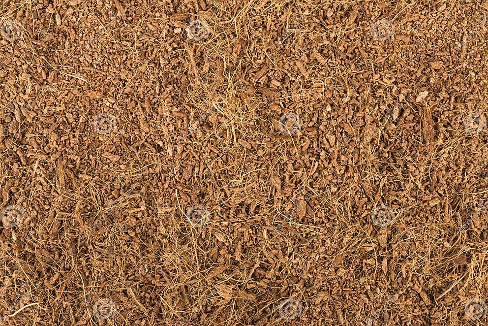 Dry coconut coir. stock photo. Image of island, horticulture - 84362878