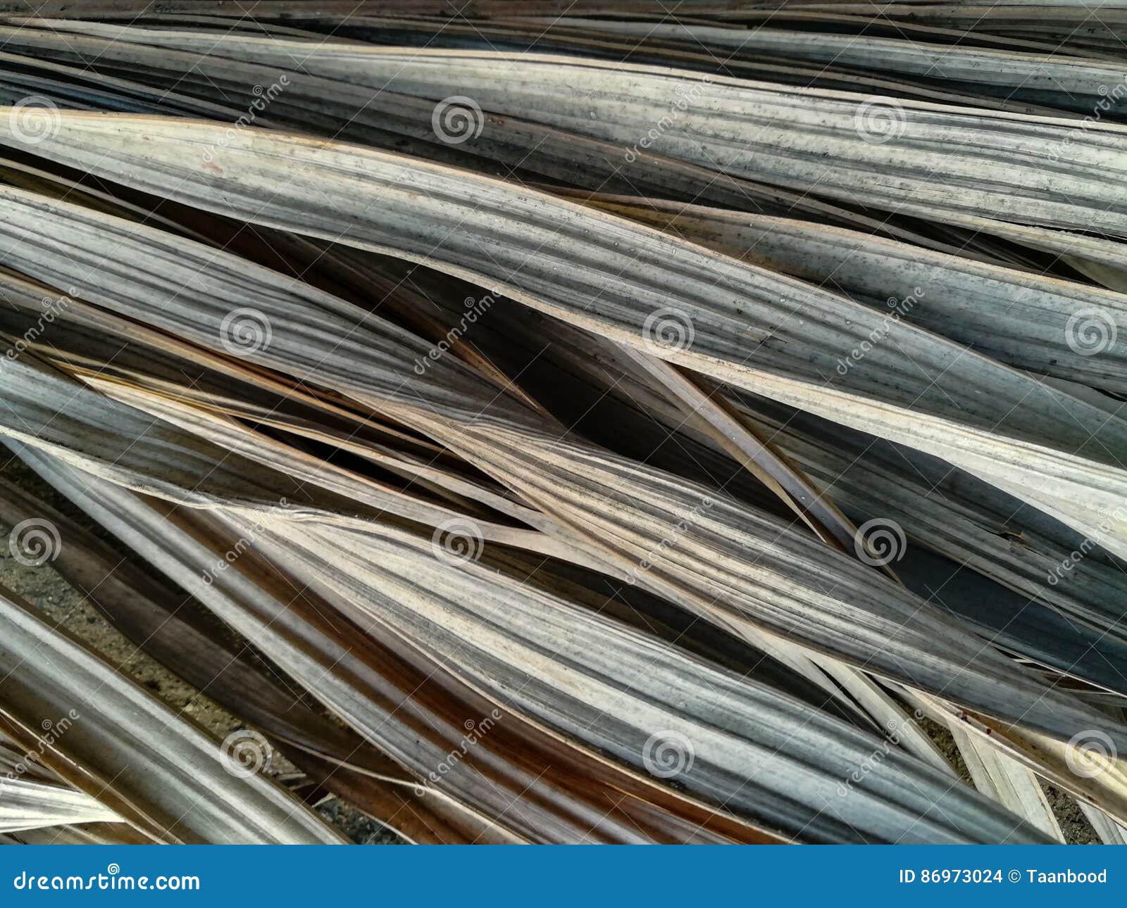 Dry coconut leaf stock photo. Image of summer, design - 86973024