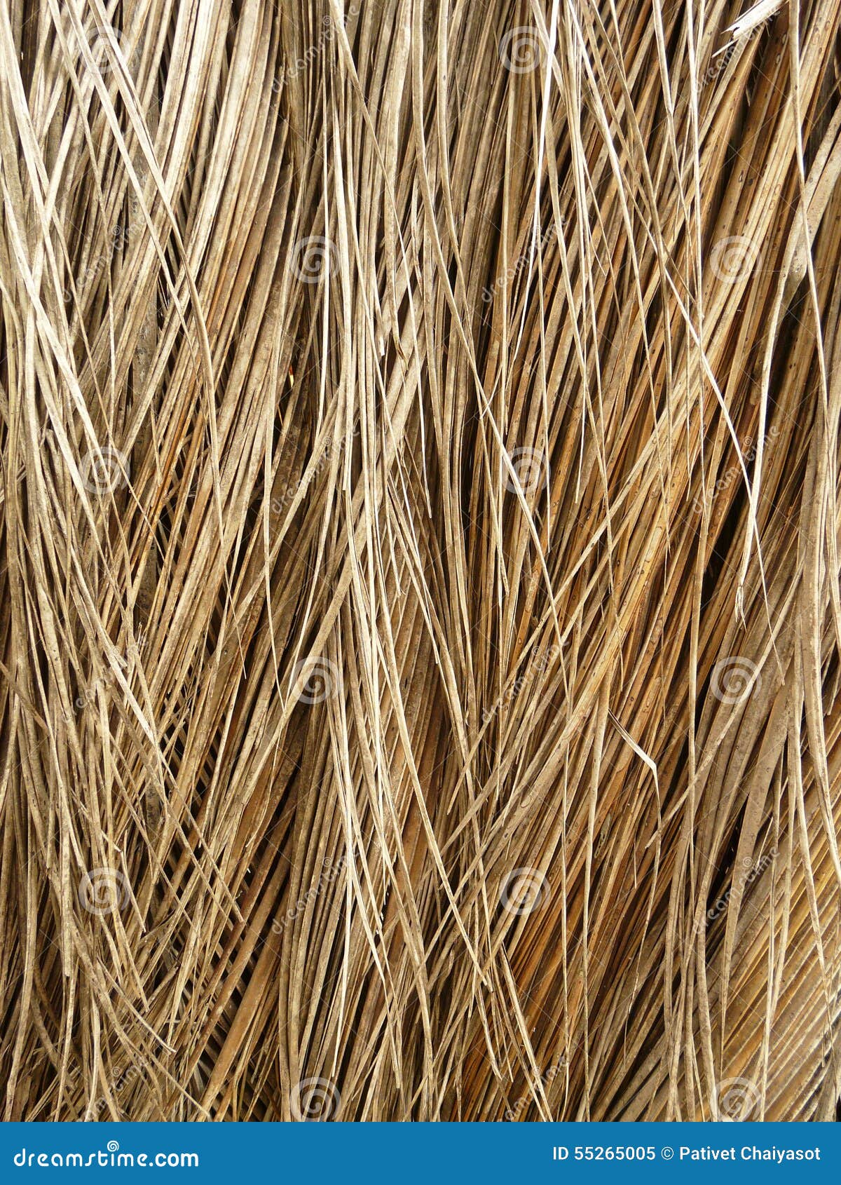 Dry coconut leaves stock image. Image of texture, tree - 55265005