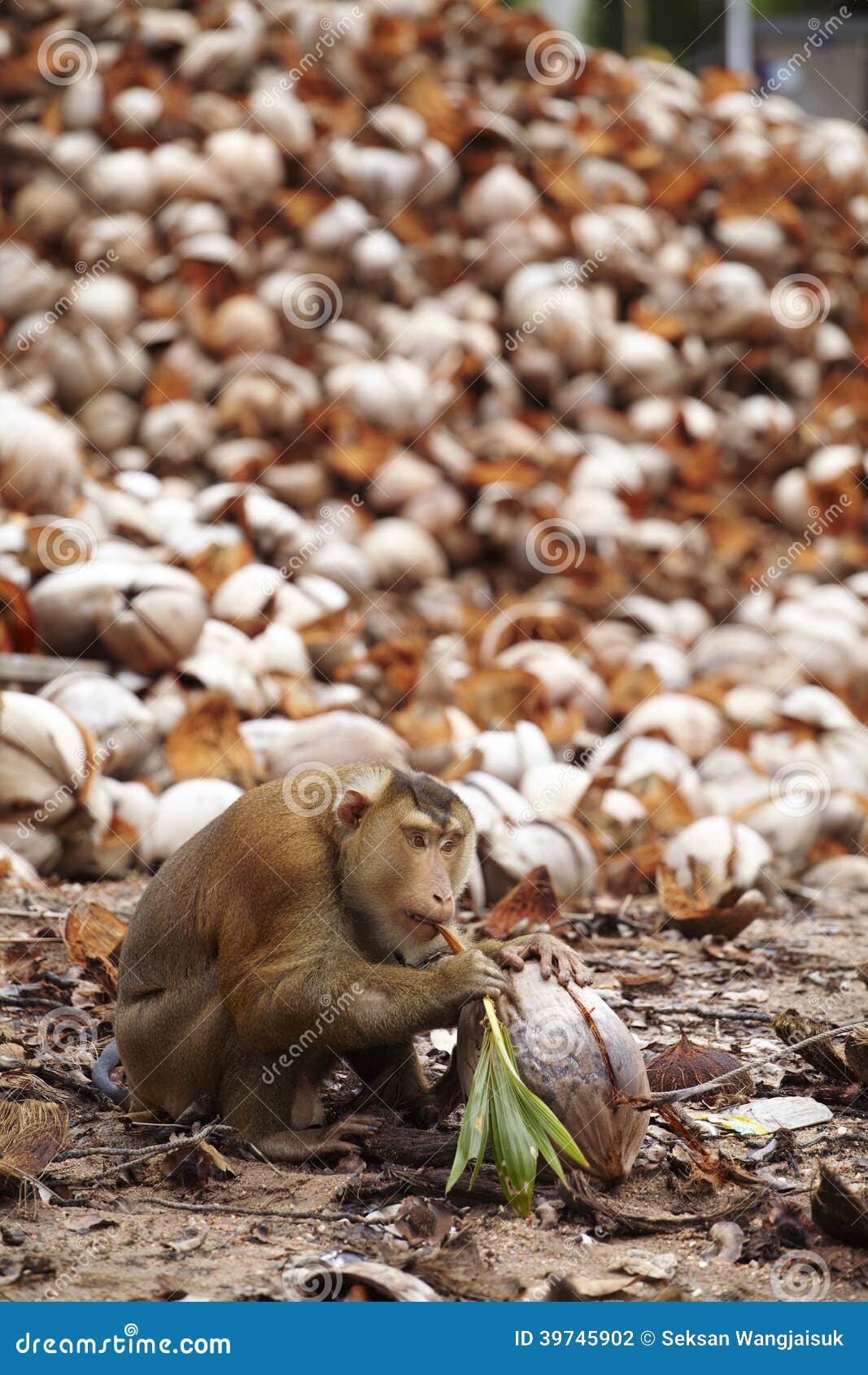 Dry coconut and monkey stock photo. Image of macro, green - 39745902