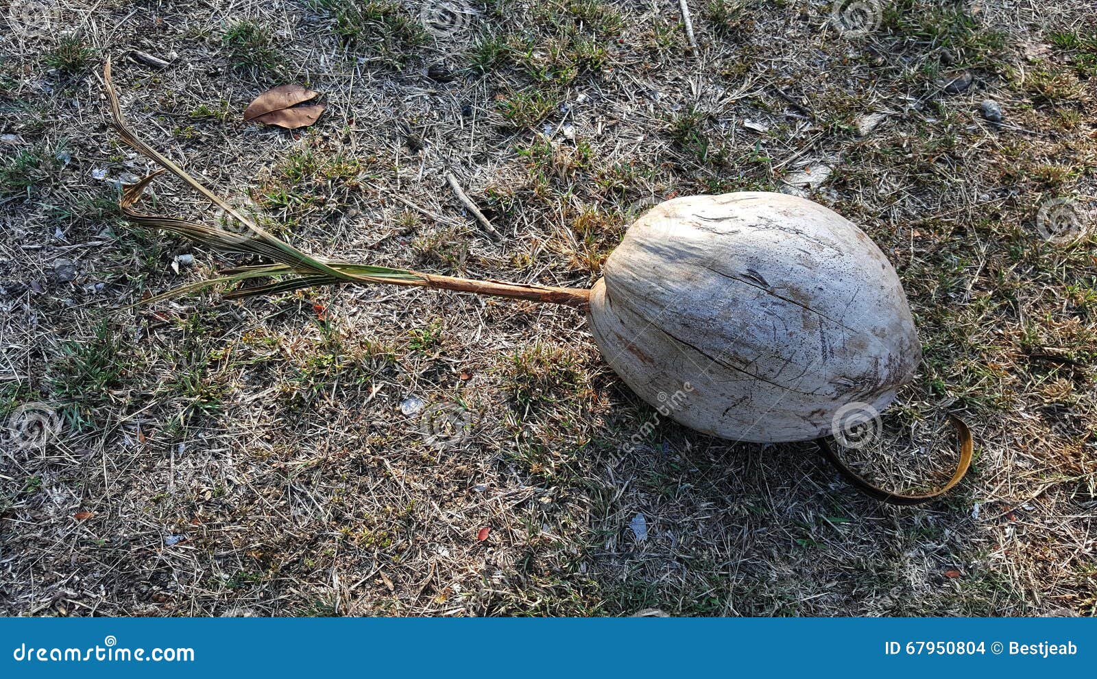 Dry coconut plant stock photo. Image of close, field - 67950804