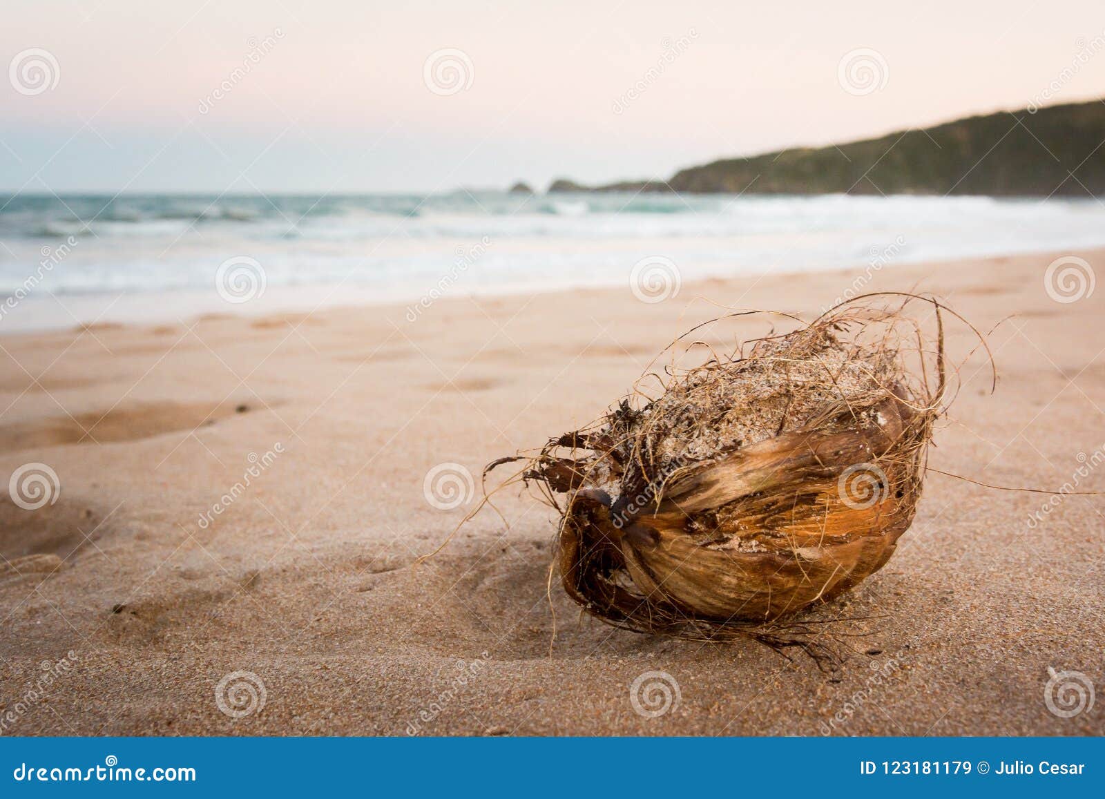 Coconut Found Lying On A Sandy Beach Royalty-Free Stock Photo ...