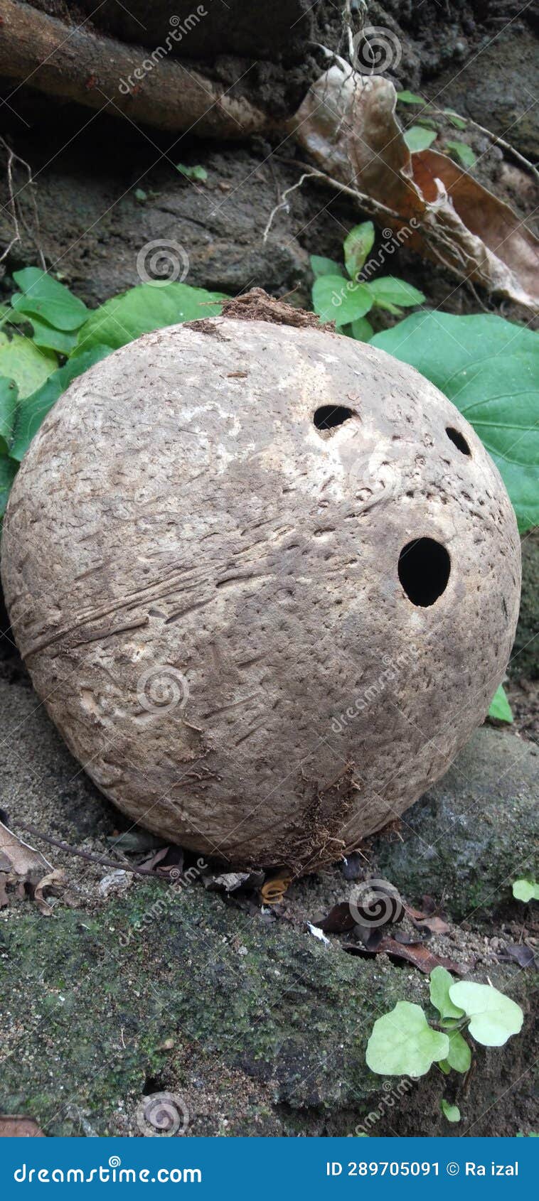 Dry Coconut Shell that Forms a Face Stock Image - Image of shell, forms ...