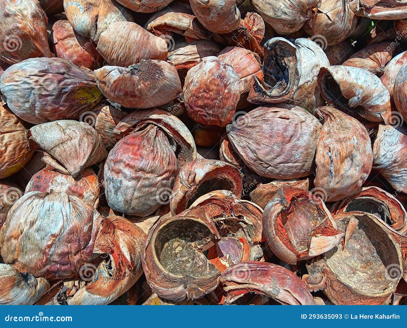 Dry Coconut Shell in the Scorching Day Stock Image - Image of asean ...