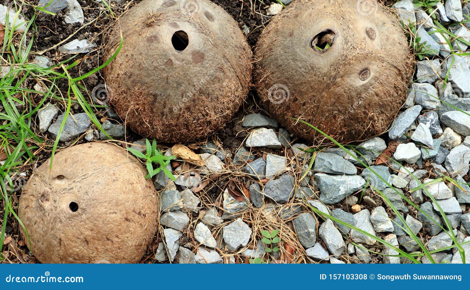 Coconut Shells Cut in Half on the Ground Stock Photo - Image of ...
