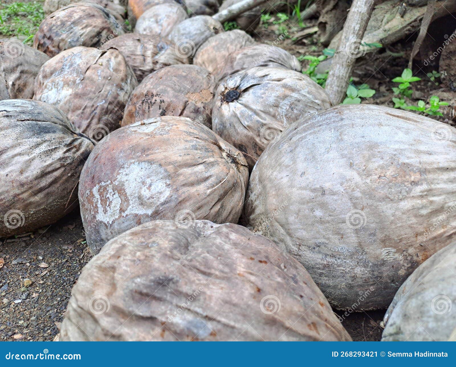 Dry Coconut Storage at Backyard with Cloudy Weather Stock Image - Image ...