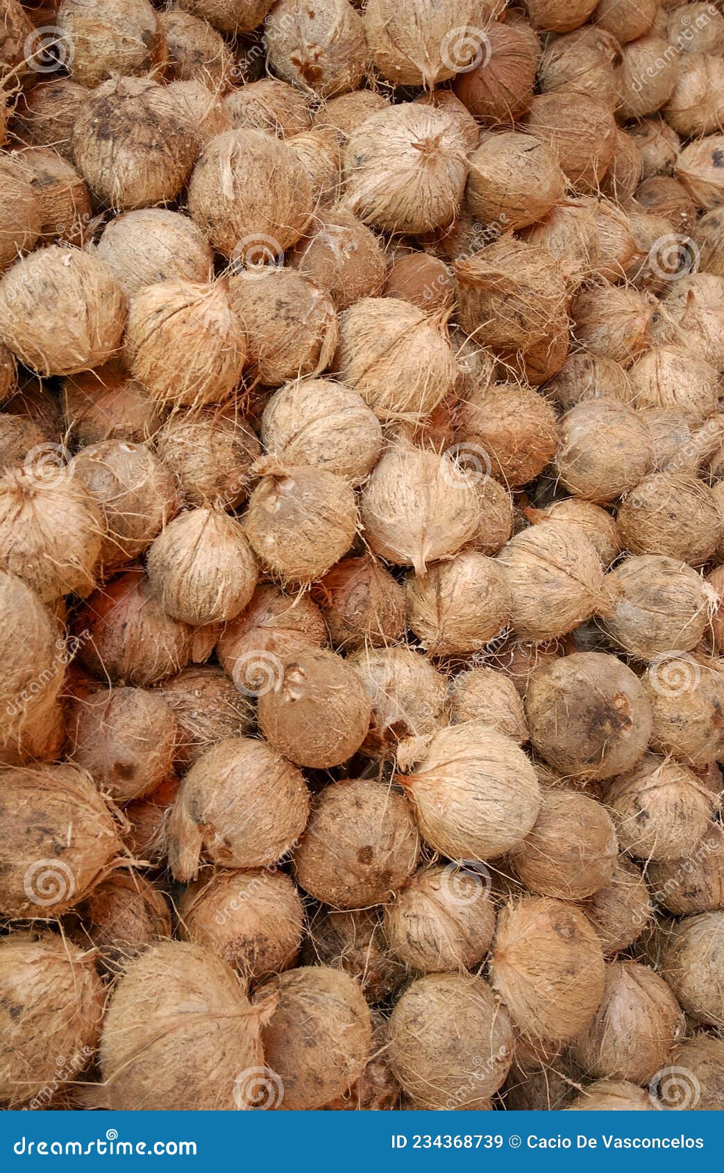 Dry Coconuts for Industrial Processing Stock Image - Image of tasty ...