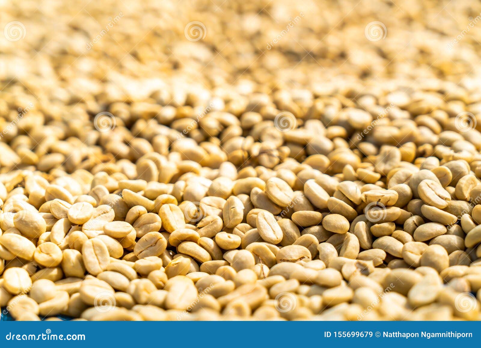 Dry Coffee Beans with Sunlight Stock Image - Image of grain, process ...