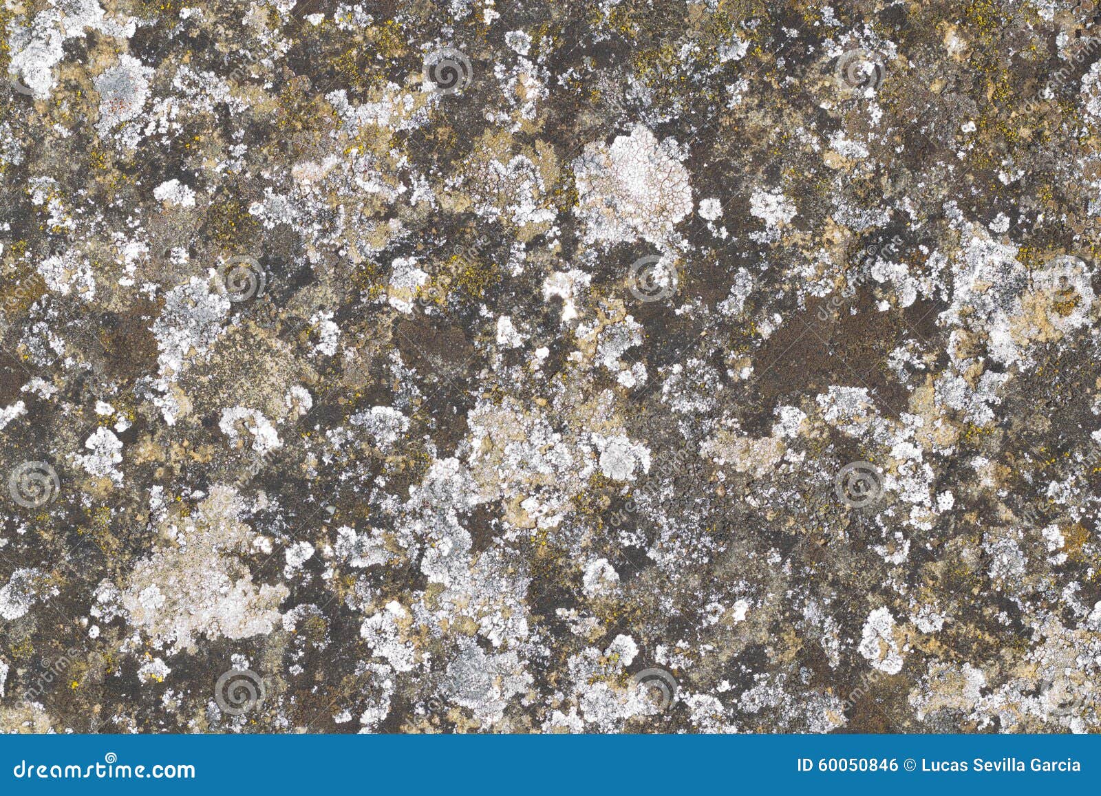 Dry colorful moss stock photo. Image of moss, outdoor - 60050846