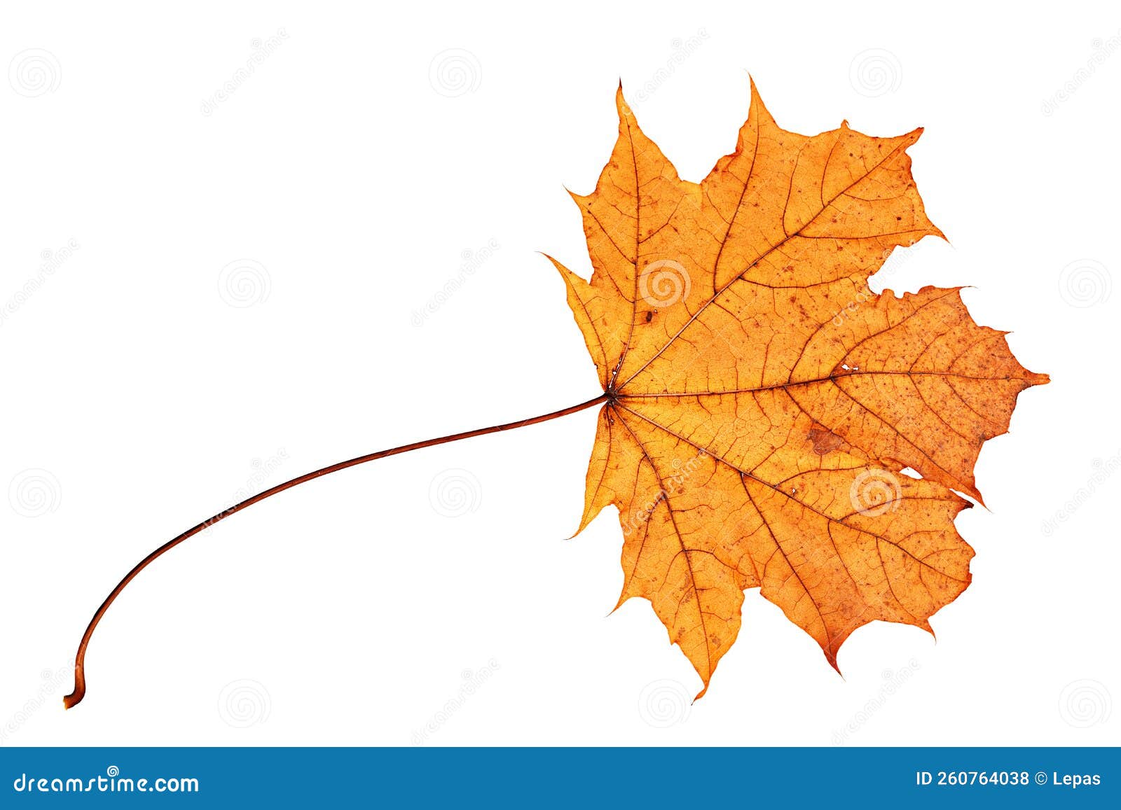Dry maple leaf on white stock photo. Image of closeup - 260764038