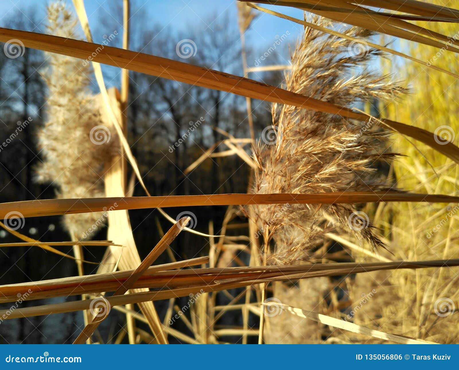Dry Common Reed with Sharp Leaves Closeup Stock Photo - Image of bushy ...