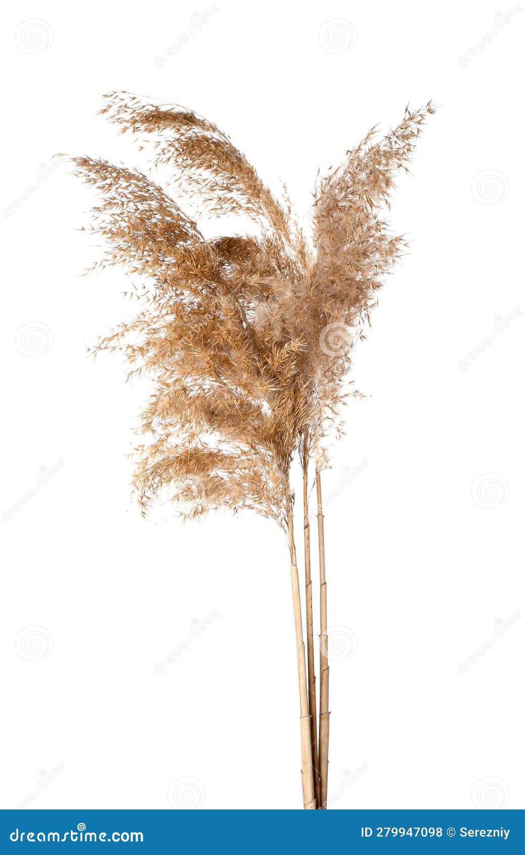 Dry Common Reeds on White Background Stock Photo - Image of natural ...