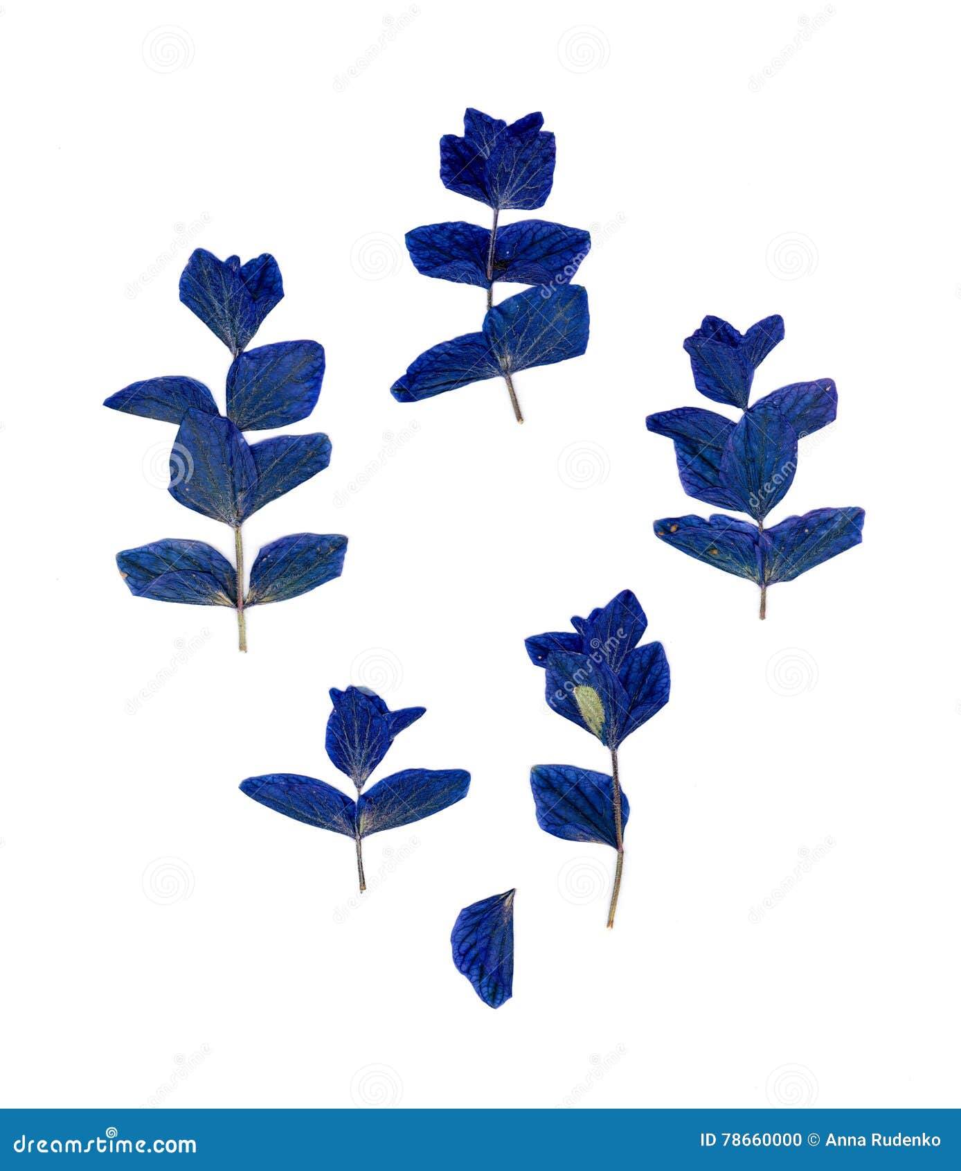 Dry, Compressed Plant with Bright Blue Leaves Stock Photo - Image of ...