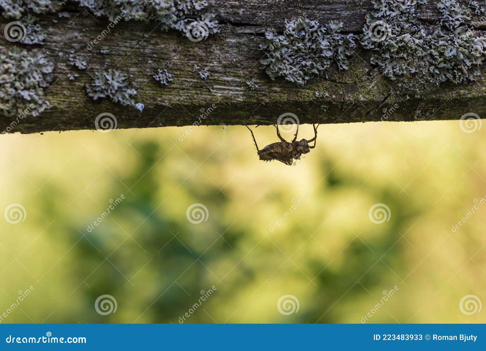 Dry Conch from Which the Dragonfly Hatched Stock Image - Image of leaf ...
